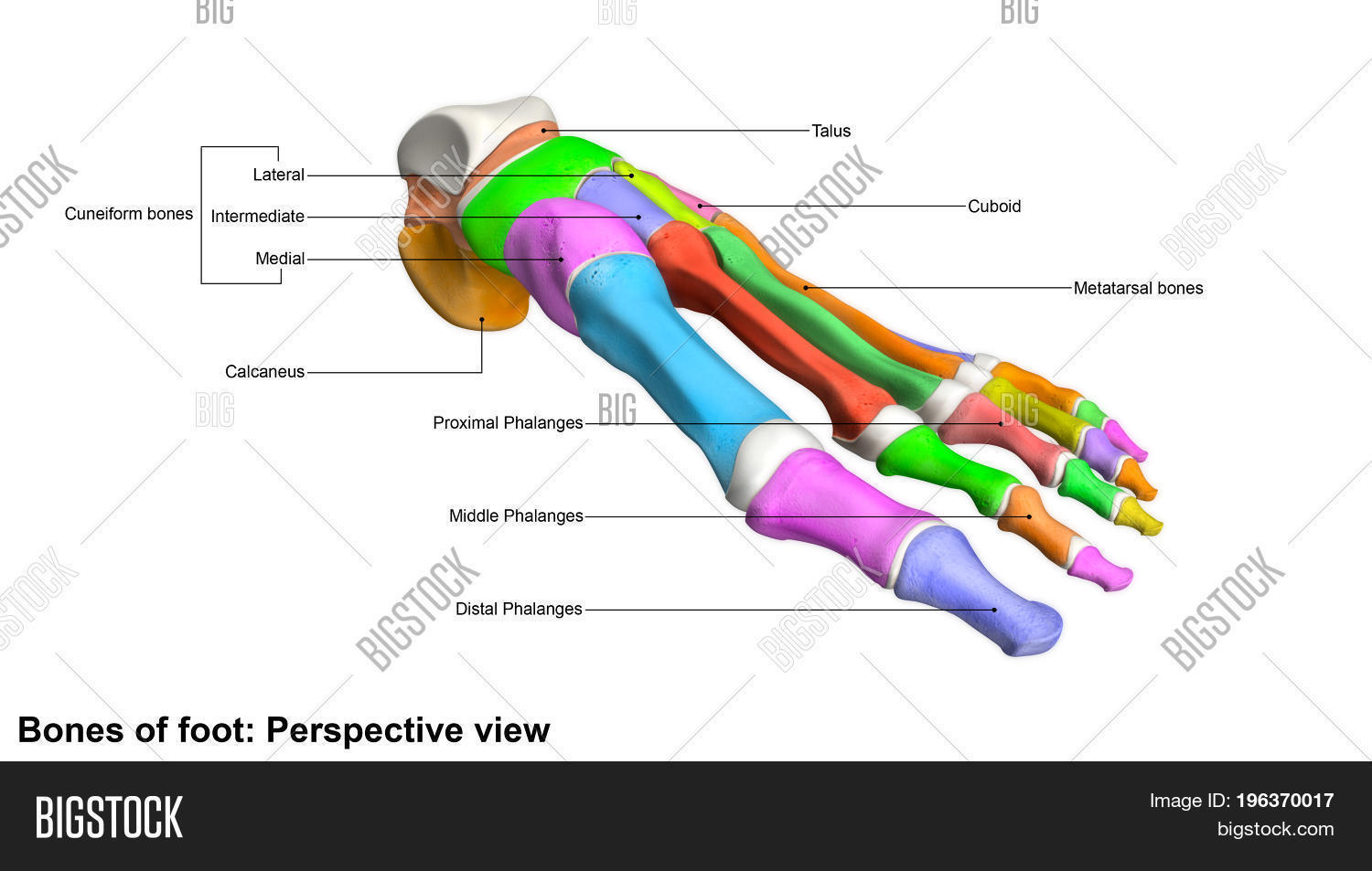 Forefoot Contains Five Image & Photo (Free Trial) | Bigstock