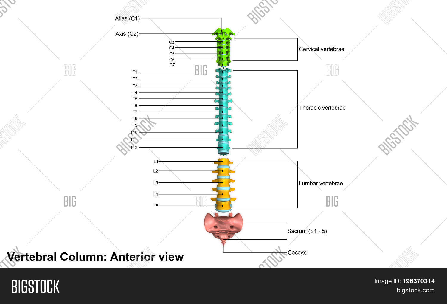 Vertebral Column Image & Photo (Free Trial) | Bigstock