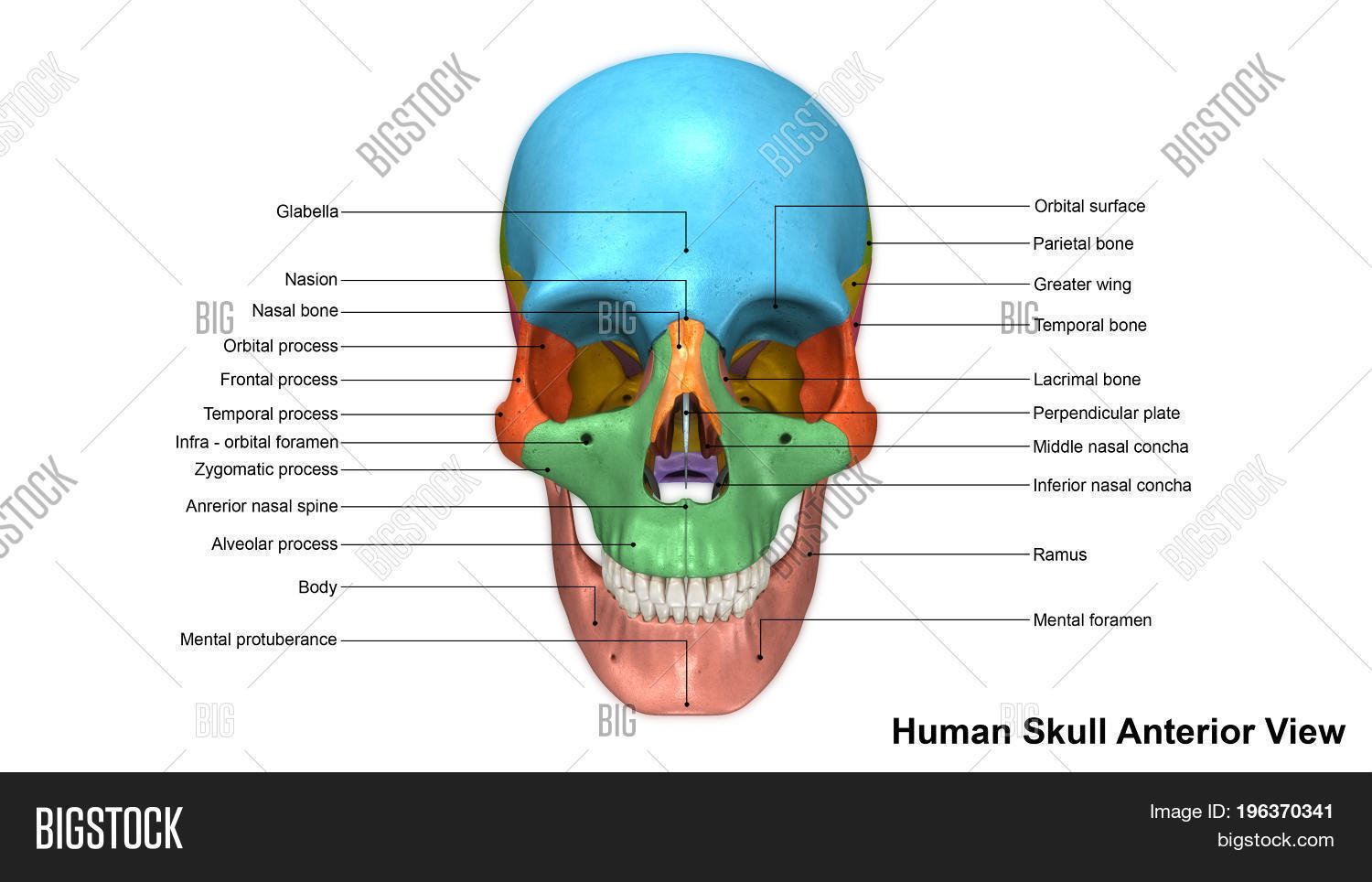 Skull Bony Structure Image & Photo (Free Trial) | Bigstock