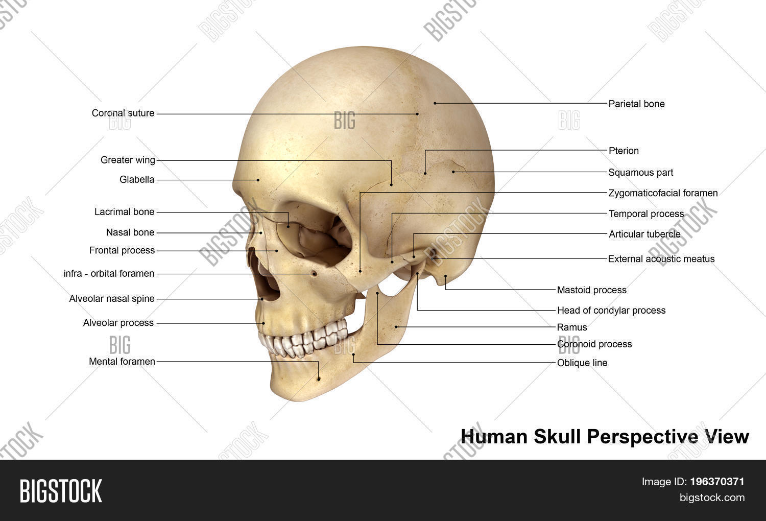 Skull Bony Structure Image & Photo (Free Trial) | Bigstock