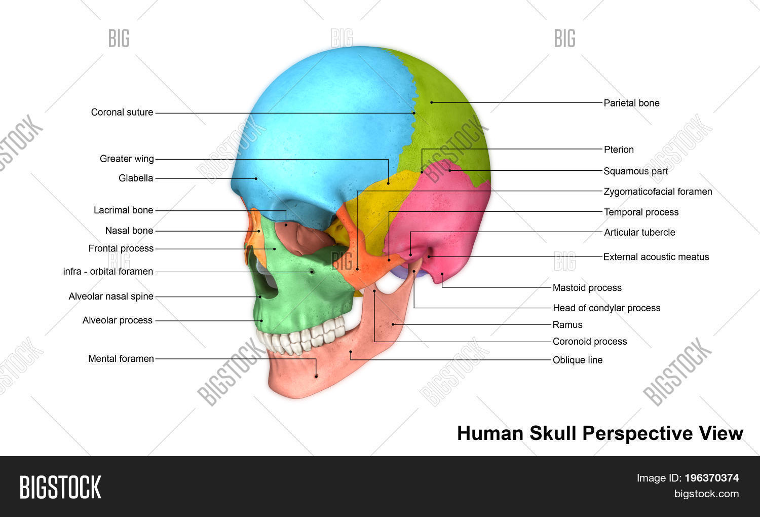Skull Bony Structure Image & Photo (Free Trial) | Bigstock