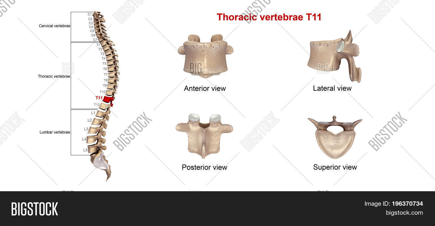 Vertebrates, Thoracic Image & Photo (Free Trial) | Bigstock