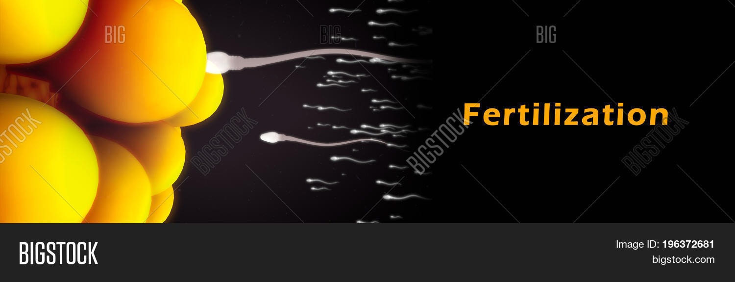 Human Fertilization Image & Photo (Free Trial) | Bigstock