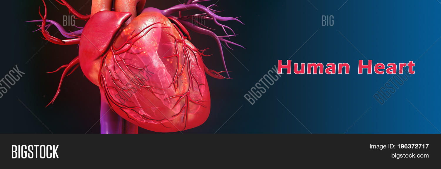 Heart Muscular Organ Image & Photo (Free Trial) | Bigstock