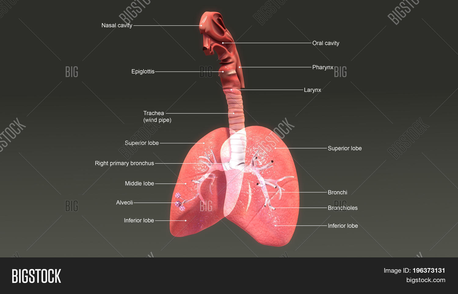 Human Lungs Pair Large Image & Photo (Free Trial) | Bigstock