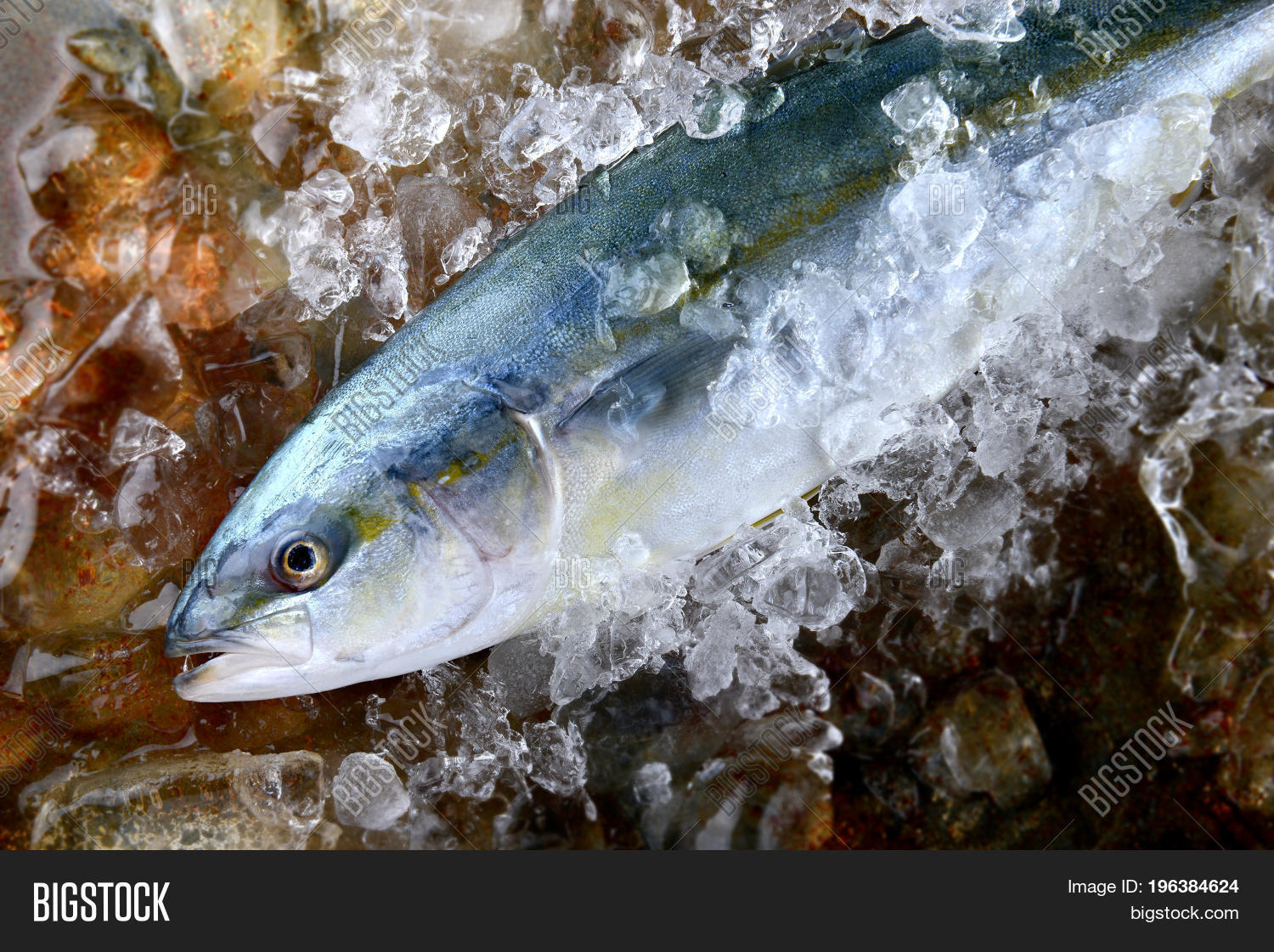 Young Amberjack Fish Image & Photo (Free Trial) | Bigstock