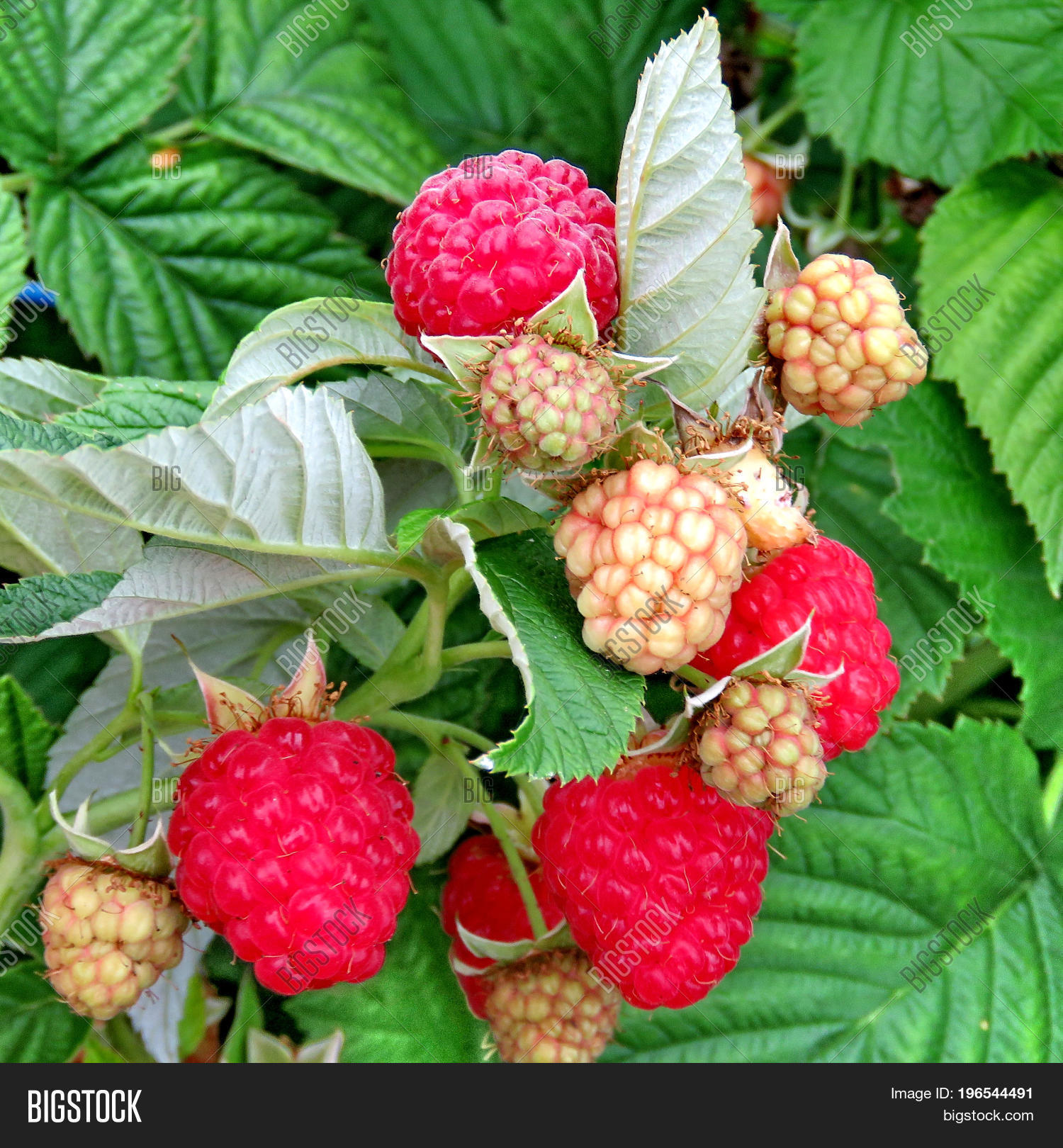Raspberry Branch On Image & Photo (Free Trial) | Bigstock