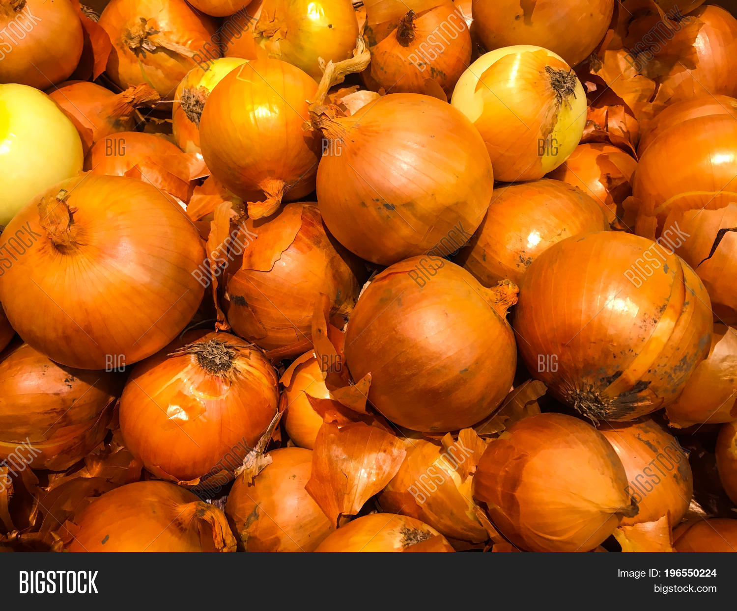 Fresh Organic Onion Image & Photo (Free Trial) | Bigstock