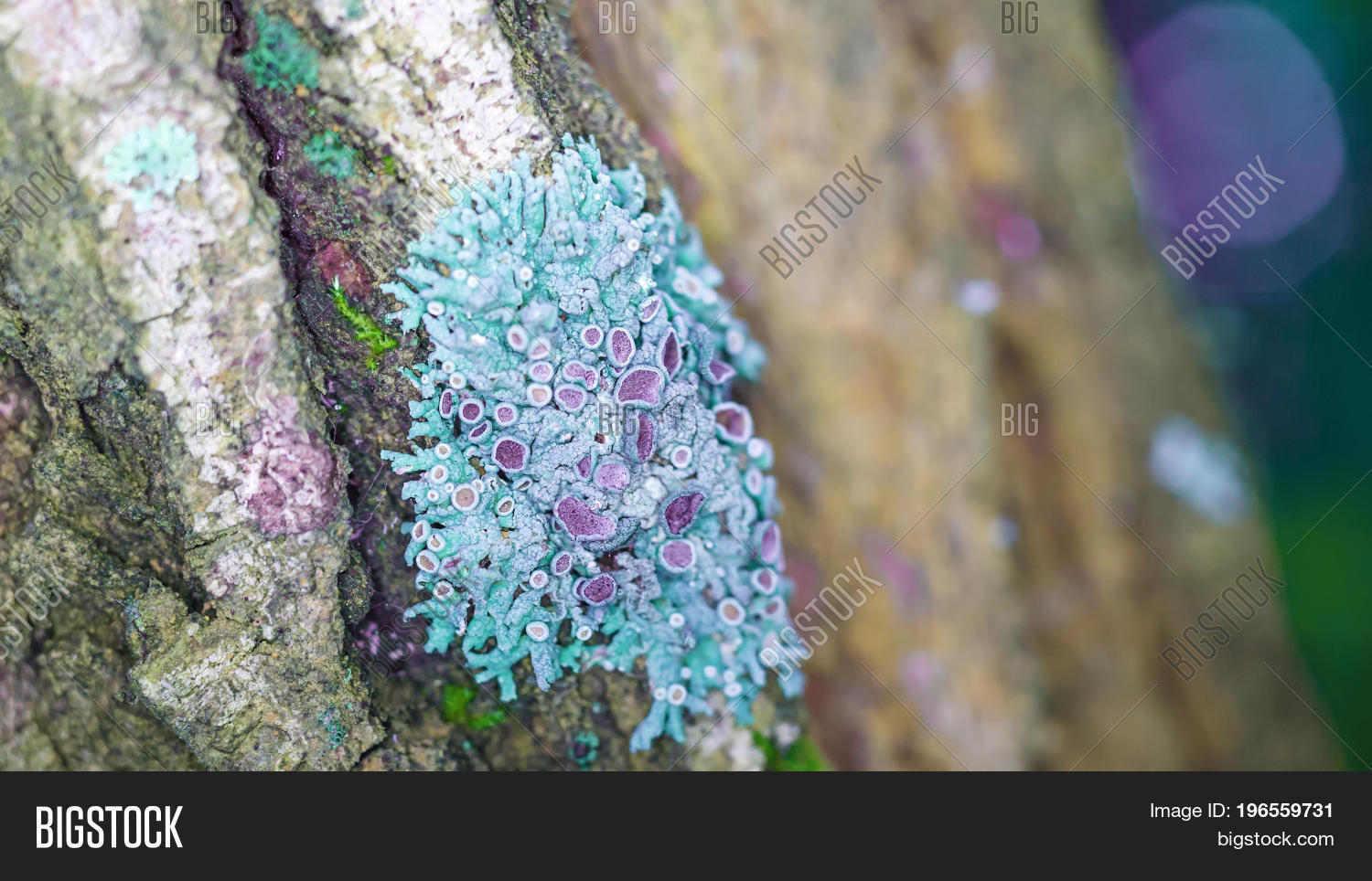 Blue Lichen. Grows On Image & Photo (Free Trial) | Bigstock