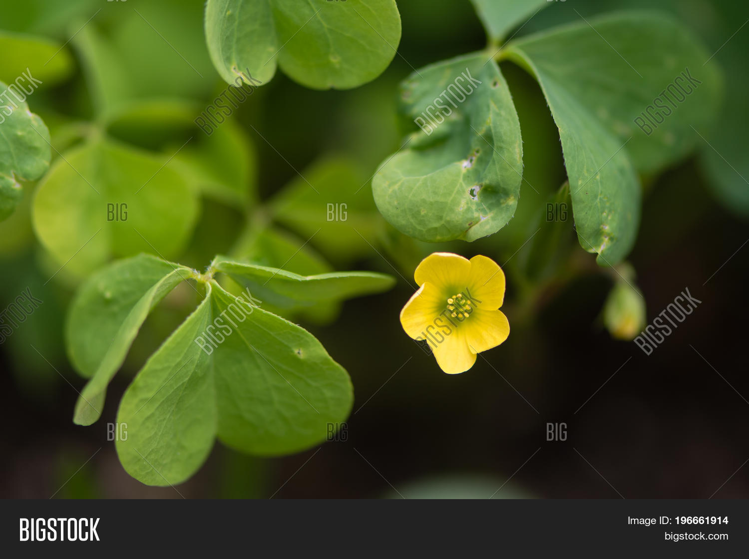 Wood Sorrel (Oxalis Sp Image & Photo (Free Trial) | Bigstock