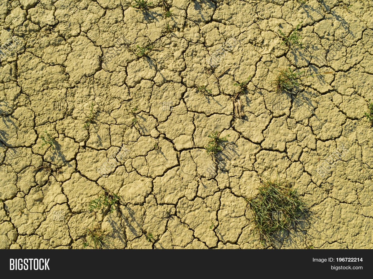 Desert Bush Texture
