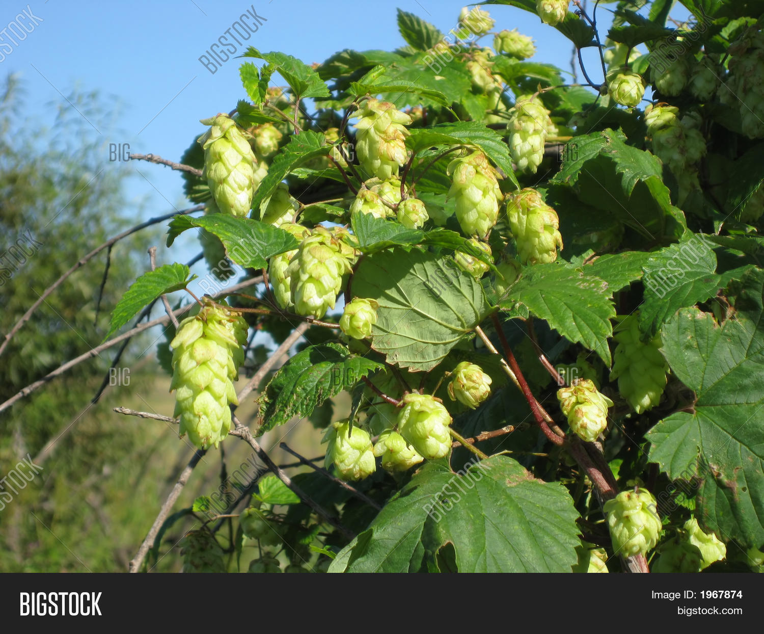 Golden Hops Image & Photo (Free Trial) | Bigstock