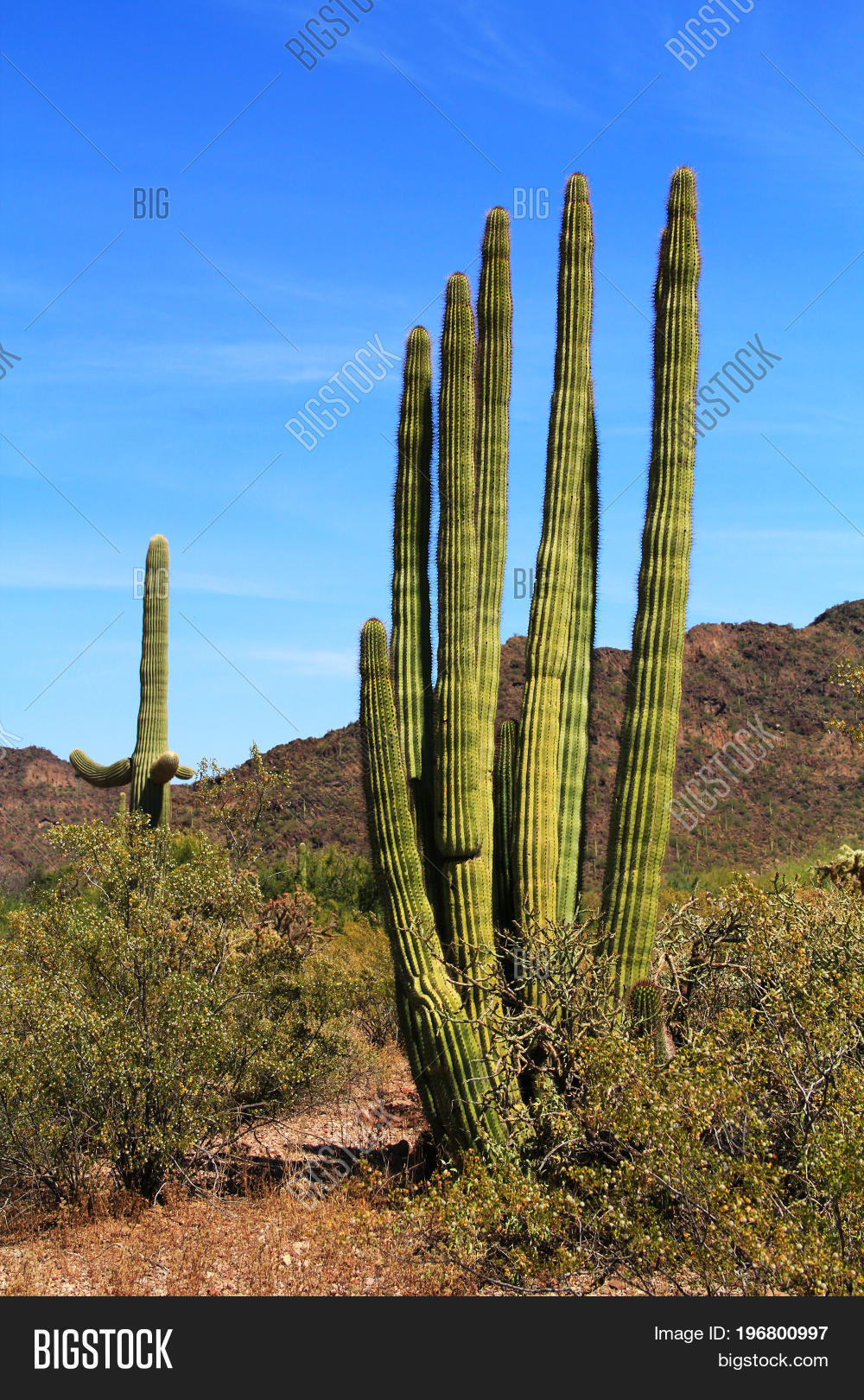 Organ Pipe Cactus Blue Image & Photo (Free Trial) | Bigstock