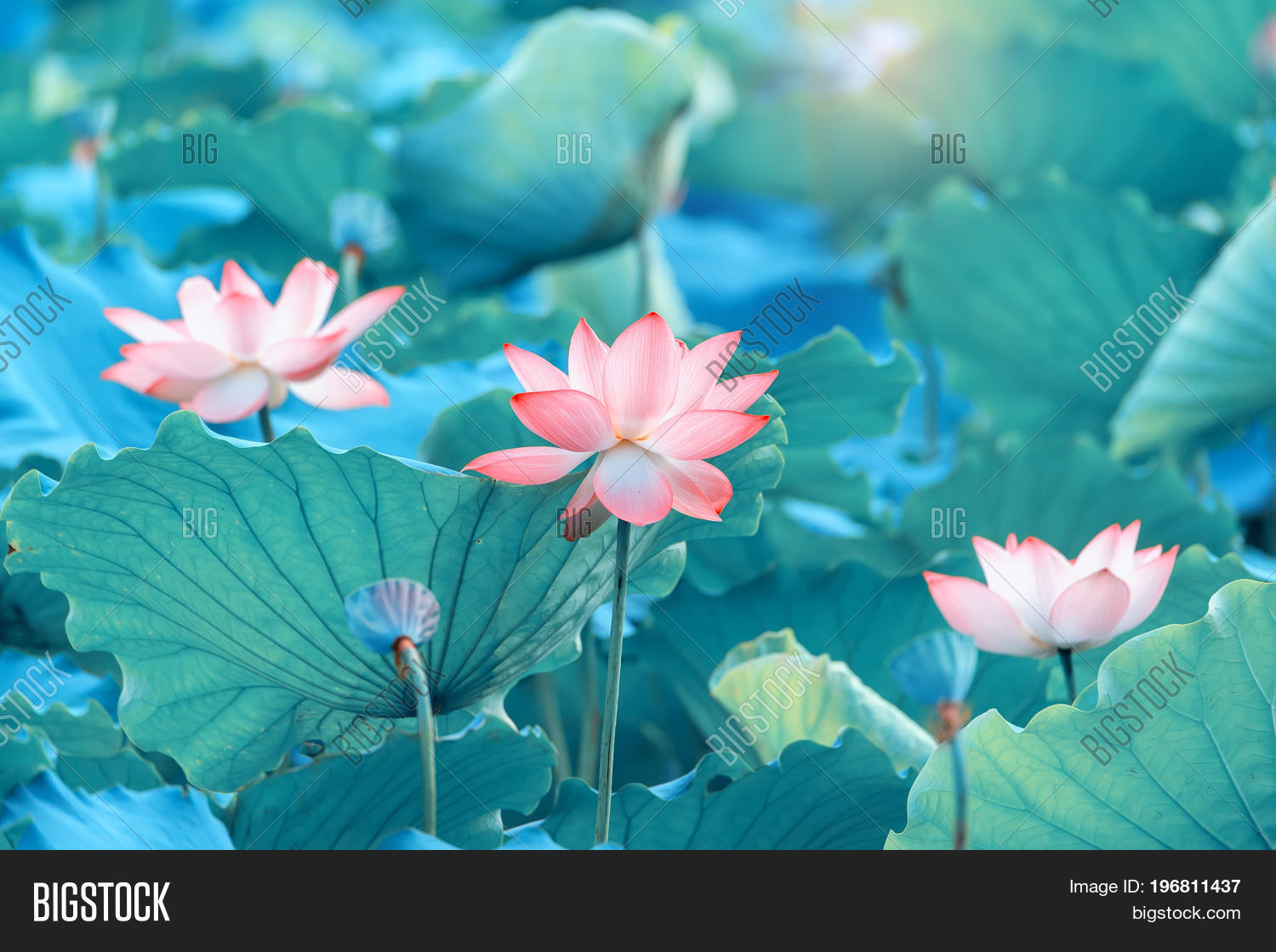 Lotus Flower Pond Image & Photo (Free Trial) | Bigstock