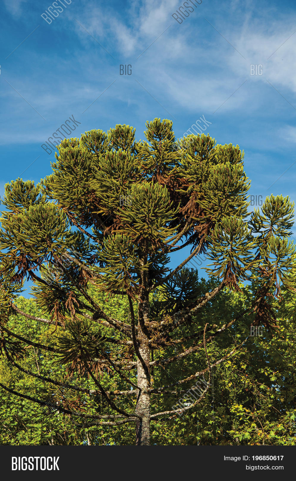 View Treetops Blue Image & Photo (Free Trial) | Bigstock