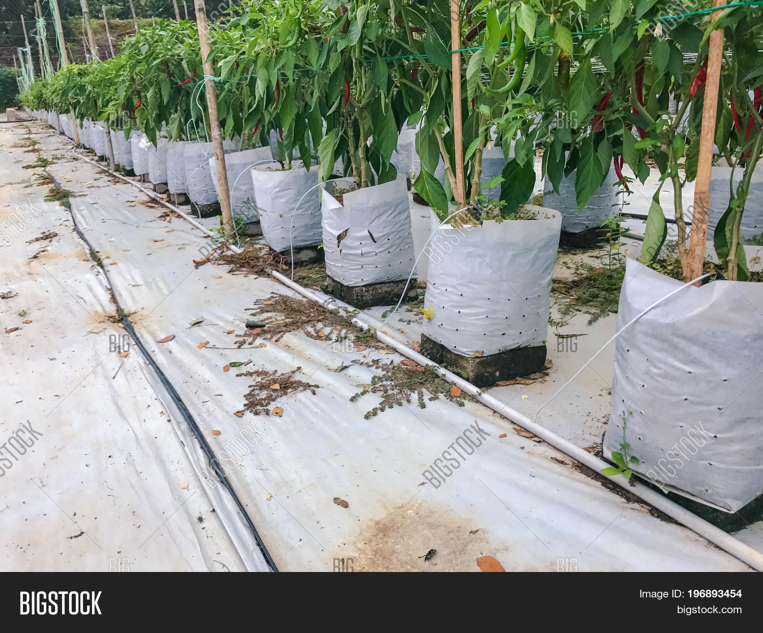 Modern Chili Farm Image & Photo (Free Trial) | Bigstock