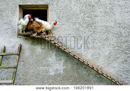 Two White Hens One Red Image & Photo (Free Trial) | Bigstock