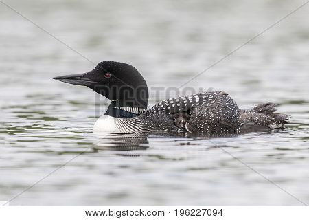 Week-old Common Loon Image & Photo (Free Trial) | Bigstock