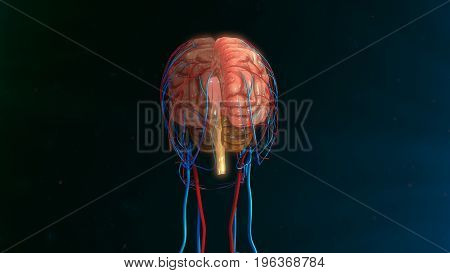 Human Brain Command Image & Photo (Free Trial) | Bigstock