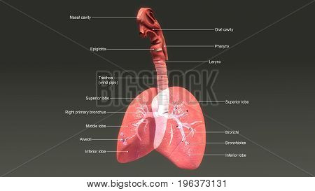 Human Lungs Pair Large Image & Photo (Free Trial) | Bigstock