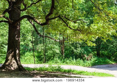 Oak Tree Over Pathway Image & Photo (Free Trial) | Bigstock