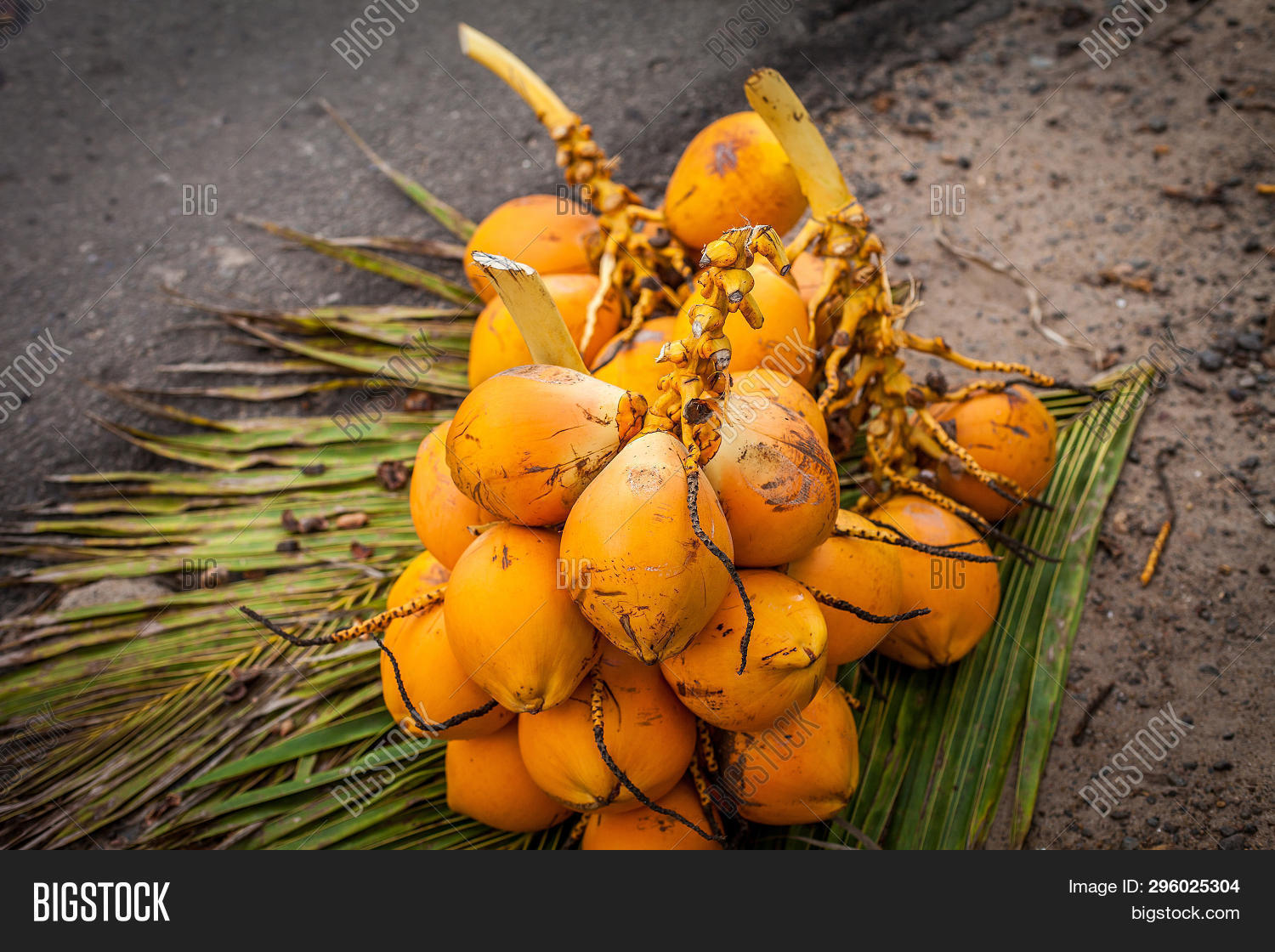 Fresh Coconuts On Image & Photo (Free Trial) | Bigstock