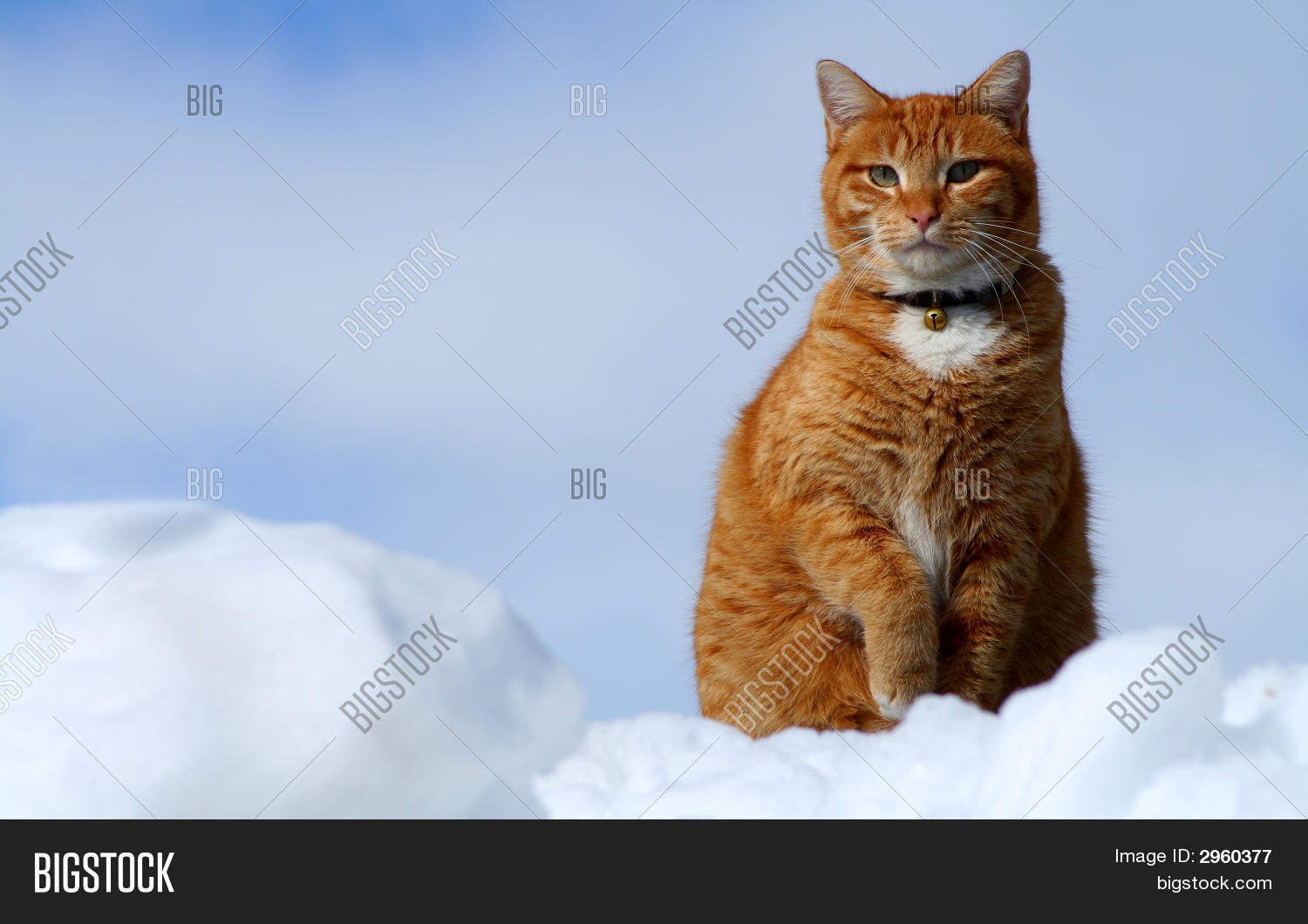 Yellow Tabby Cat Image & Photo (Free Trial) | Bigstock