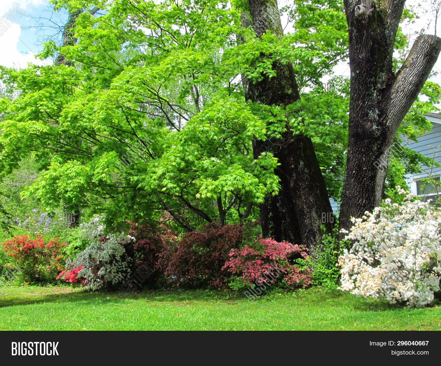 Azalea Bushes Under Image & Photo (Free Trial) | Bigstock