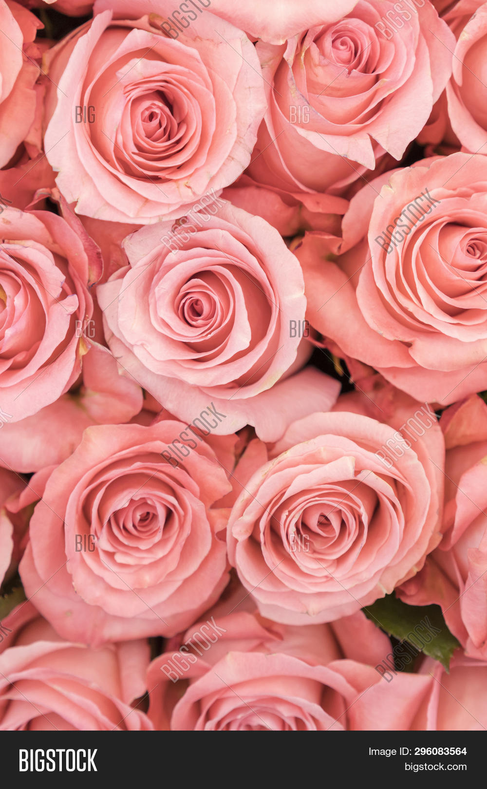 Background Pink Peach Image & Photo (Free Trial) | Bigstock