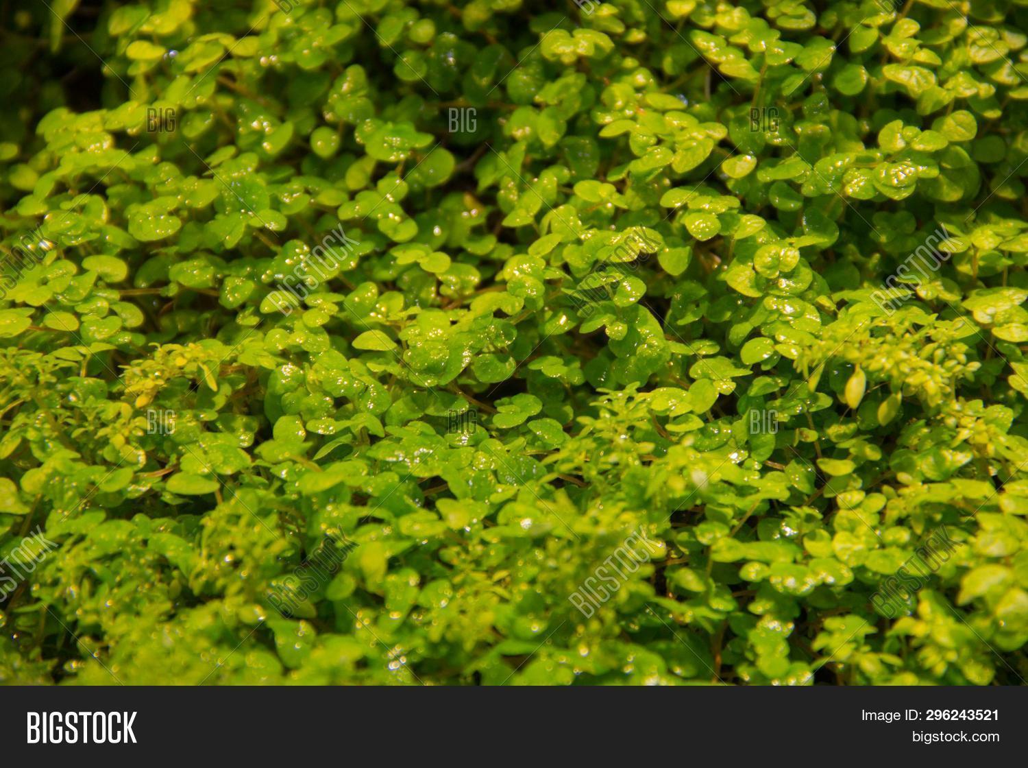 Small Green Grass Image & Photo (Free Trial) | Bigstock