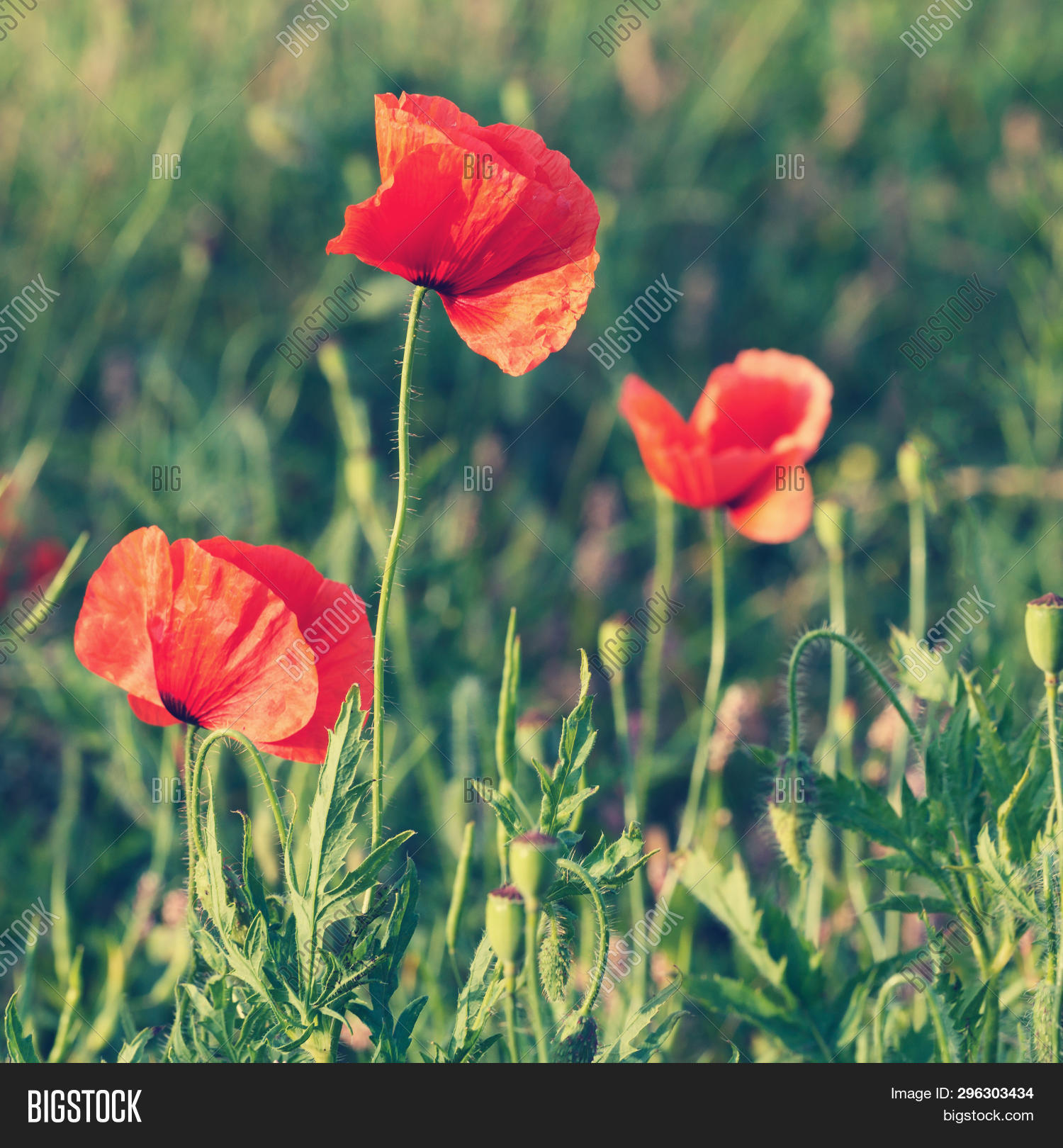 Flowers Red Poppies Image & Photo (Free Trial) | Bigstock