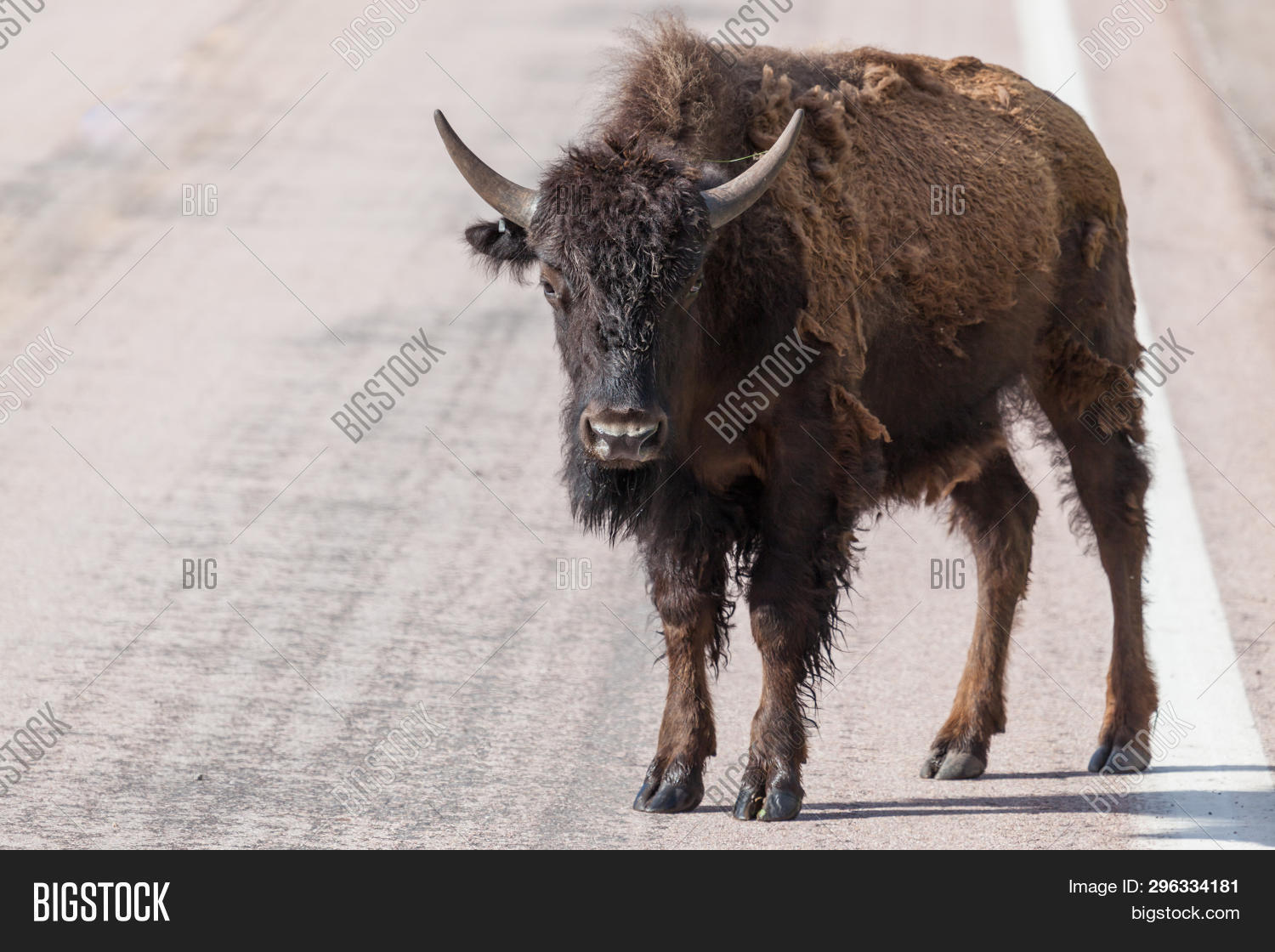 Yearling Bison Image & Photo (Free Trial) | Bigstock