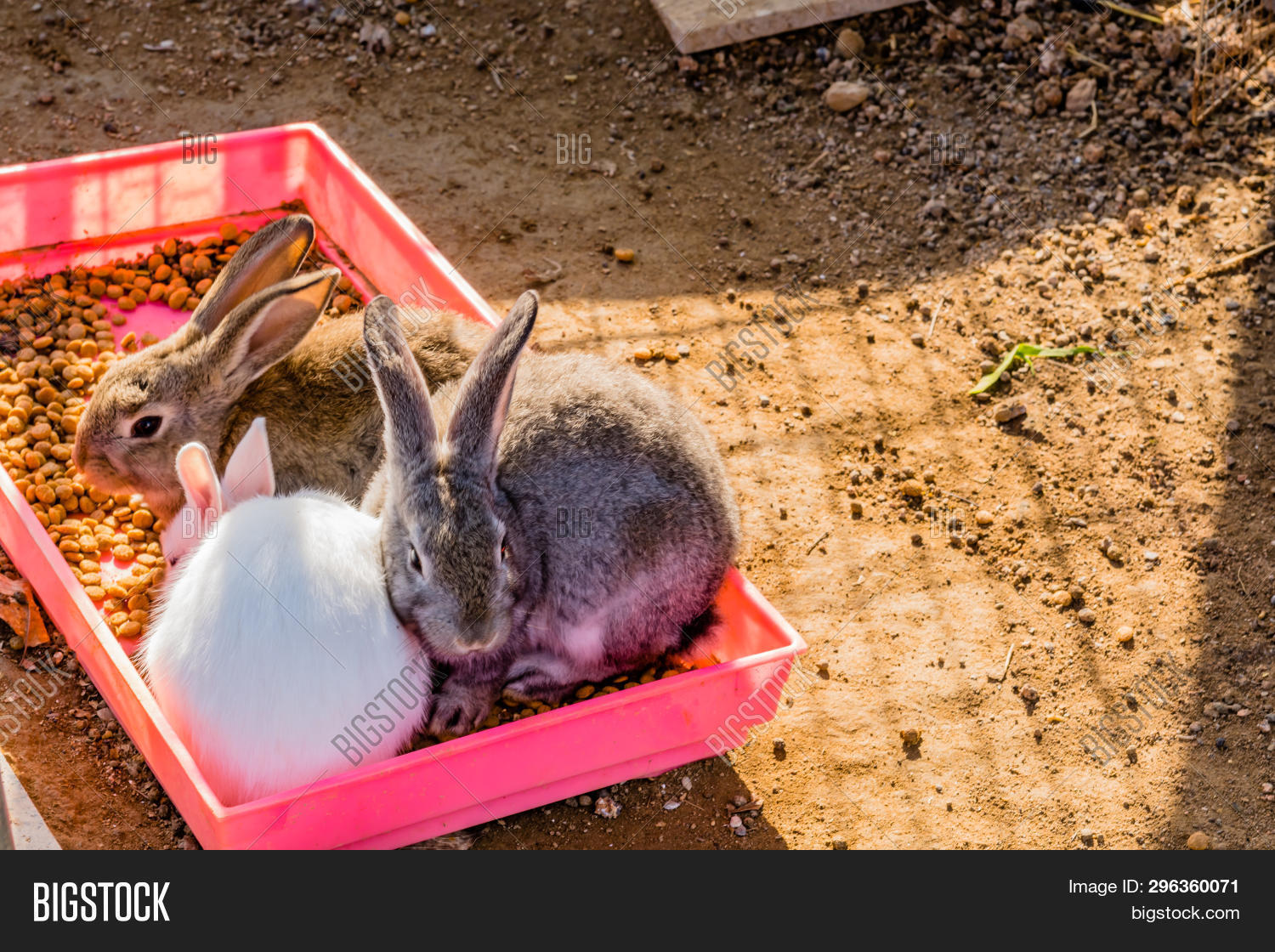 Three Large Rabbits Image & Photo (Free Trial) | Bigstock