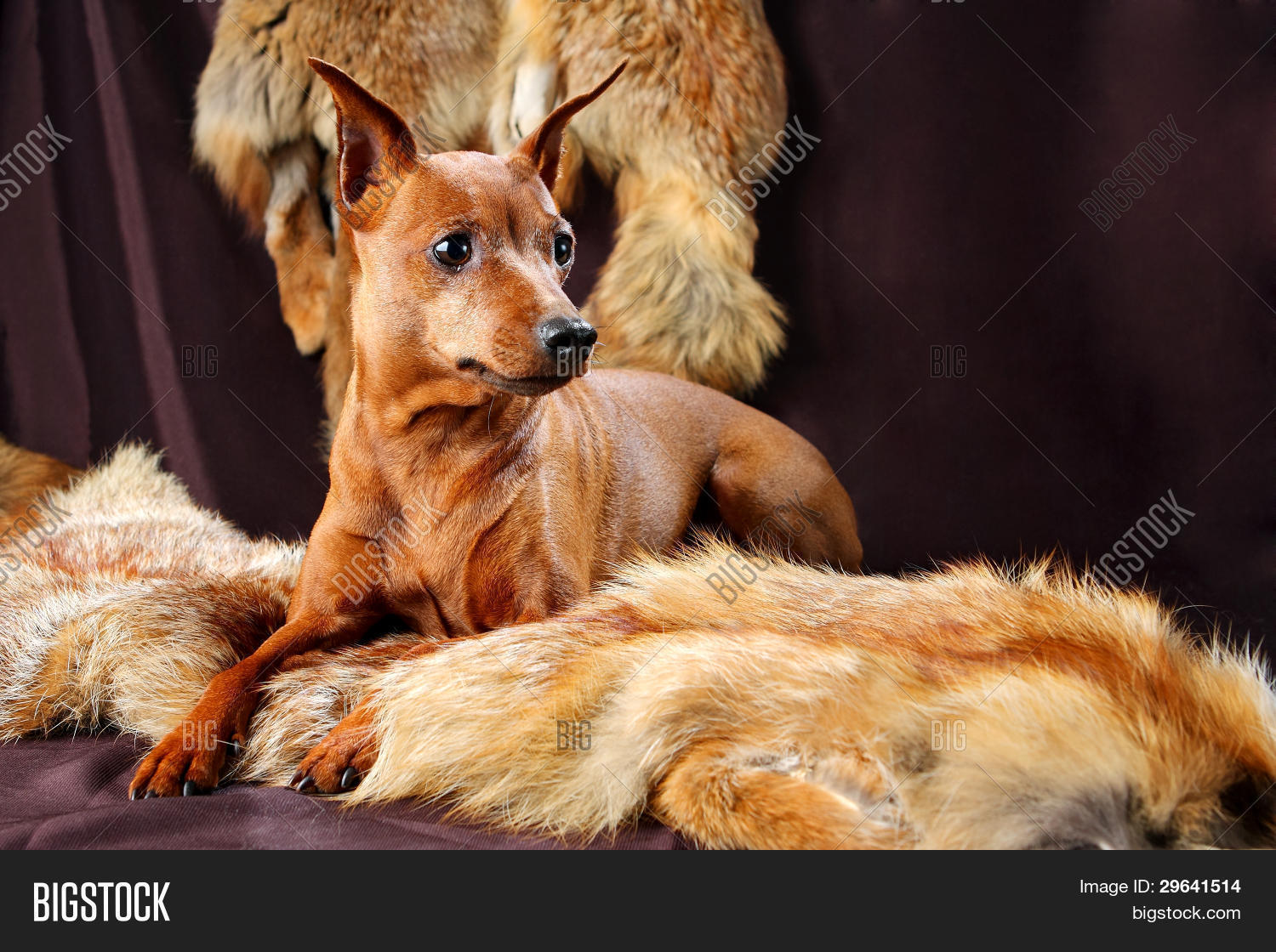 Red Miniature Pinscher Image & Photo (Free Trial) | Bigstock