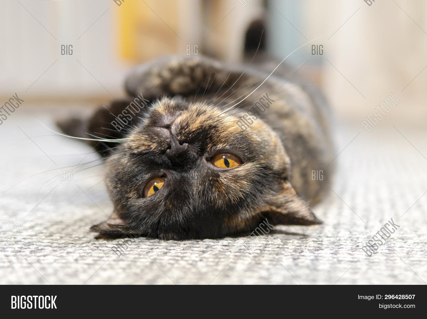 Spotted Purebred Cat Image & Photo (Free Trial) | Bigstock