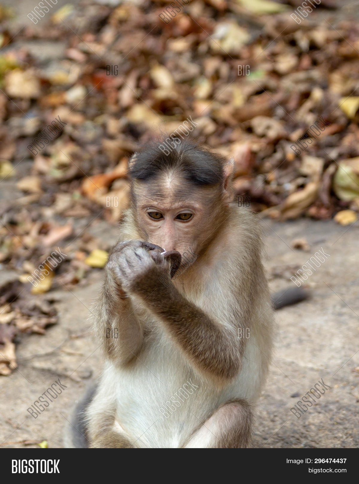 Indian Macaque Monkey Image & Photo (Free Trial) | Bigstock
