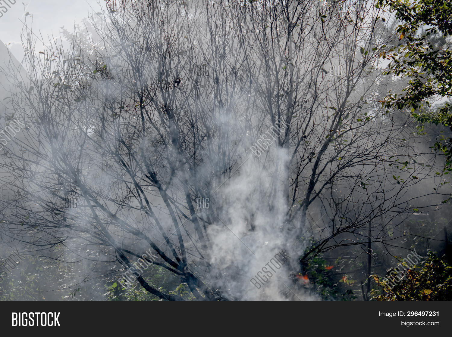 Smoke On Garden Plot Image & Photo (Free Trial) | Bigstock