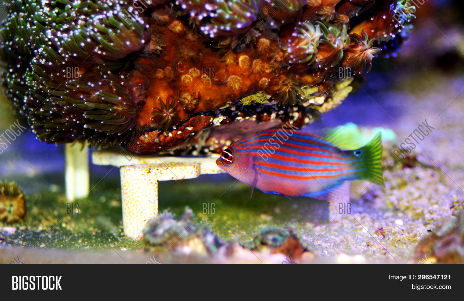 Six Line Wrasse Fish Image & Photo (Free Trial) | Bigstock