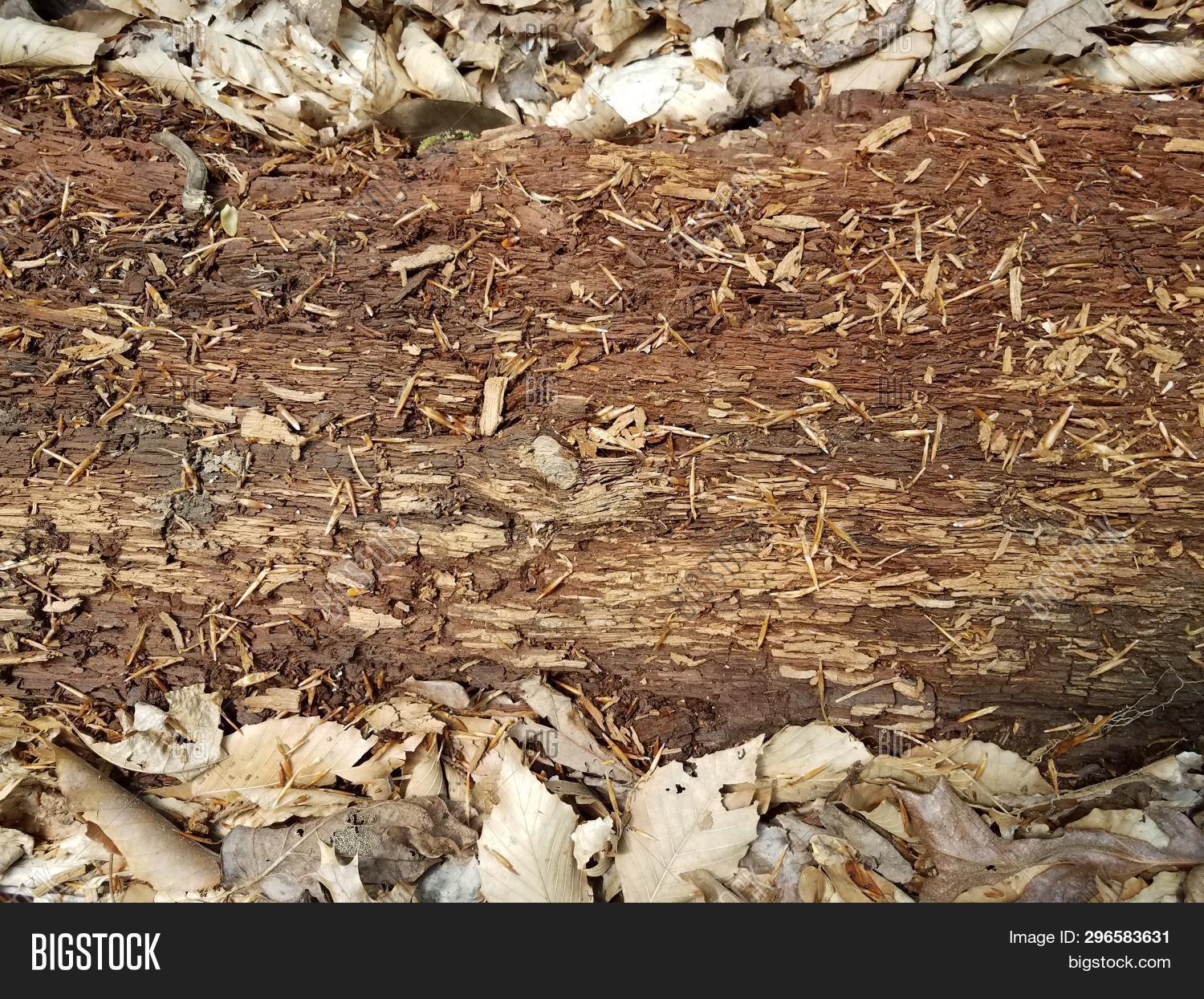 Brown Decomposing Image & Photo (Free Trial) | Bigstock