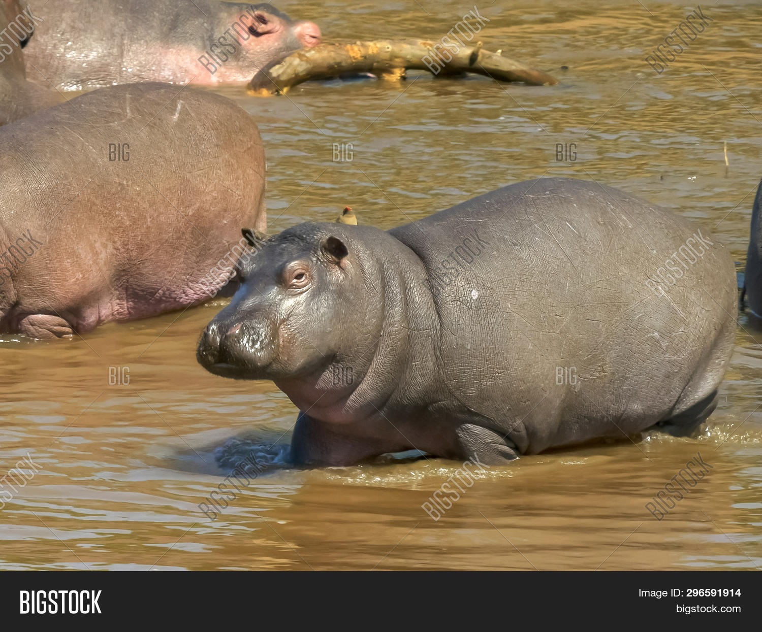 Imagen y foto Young Hippo Walking (prueba gratis) | Bigstock