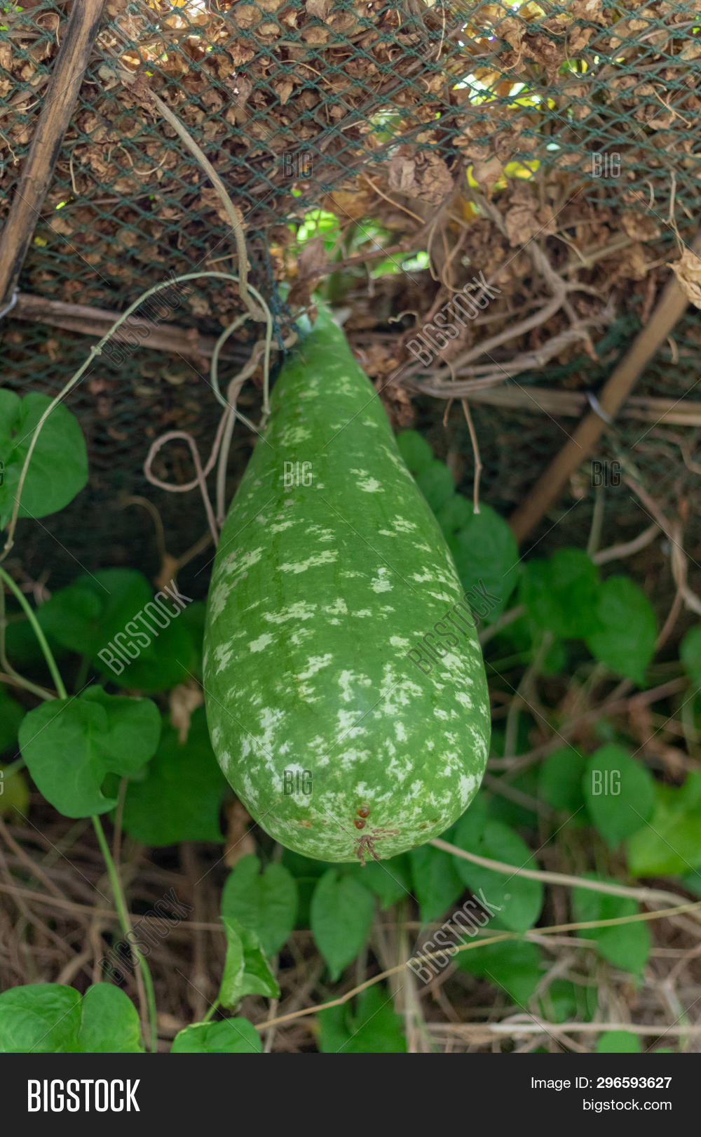 Calabash Cucurbitaceae Image & Photo (Free Trial) | Bigstock