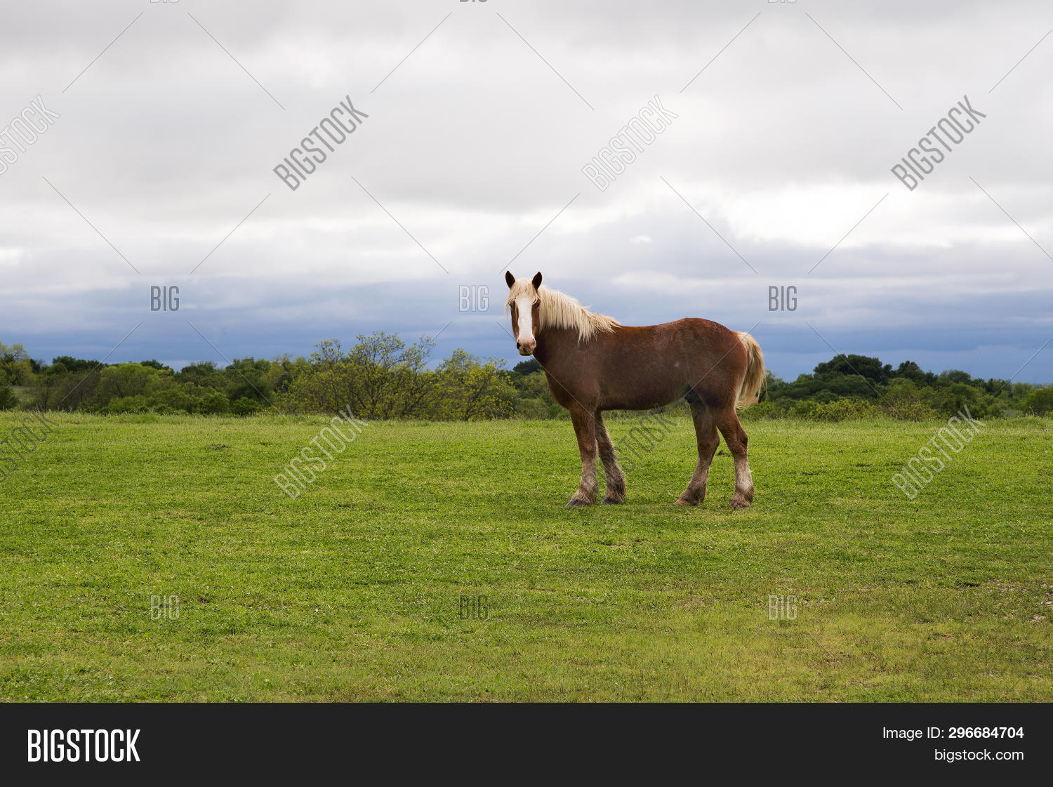 Draft Horse Spring Image & Photo (Free Trial) | Bigstock