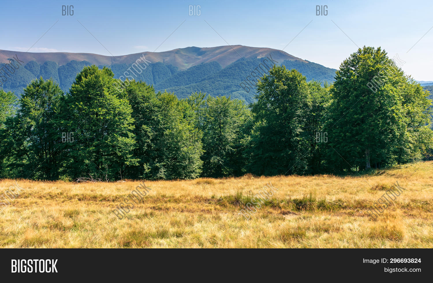 Primeval Beech Forest Image & Photo (Free Trial) | Bigstock