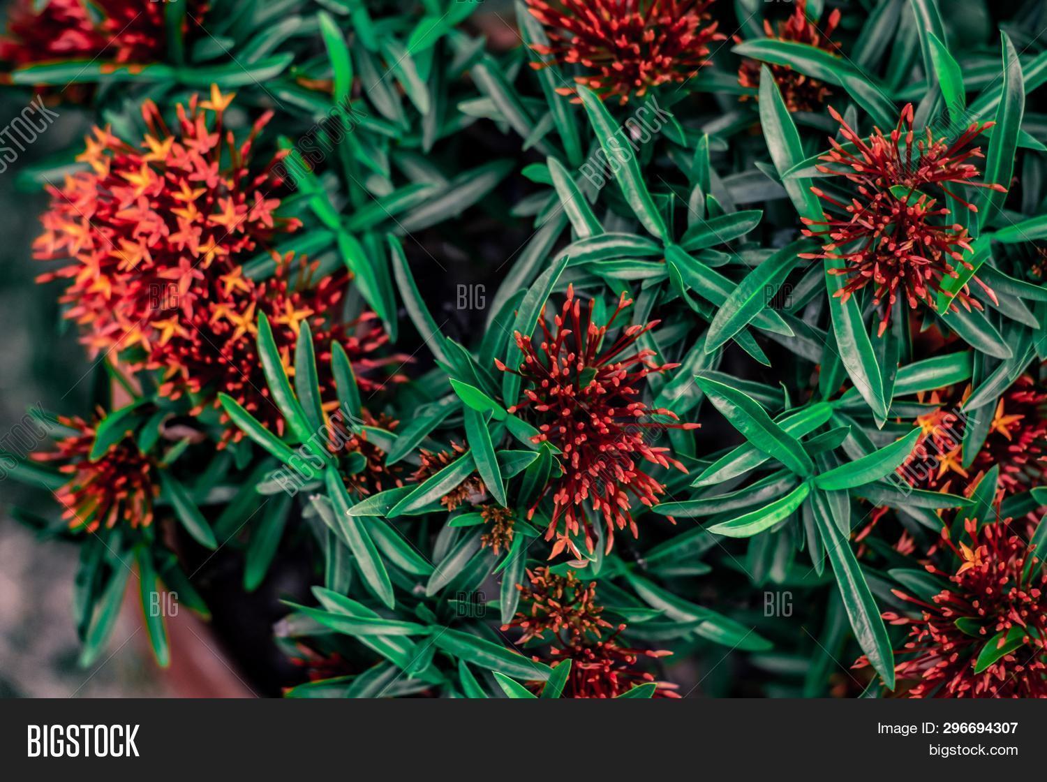 Spike Flower Flower Image & Photo (Free Trial) | Bigstock