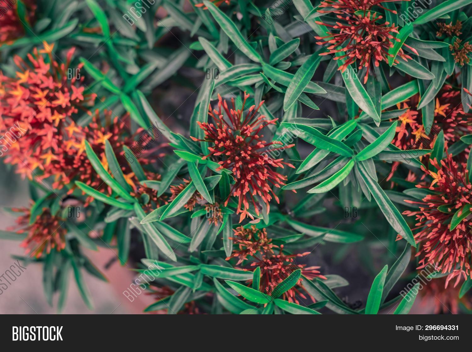 Spike Flower Flower Image & Photo (Free Trial) | Bigstock