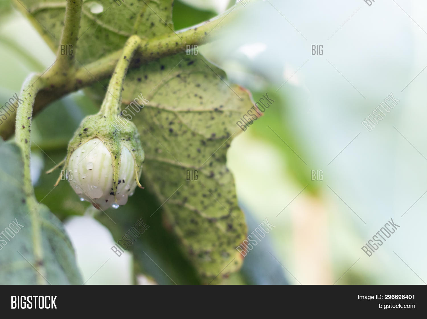 Thai Egg Plant Solanum Image & Photo (Free Trial) | Bigstock