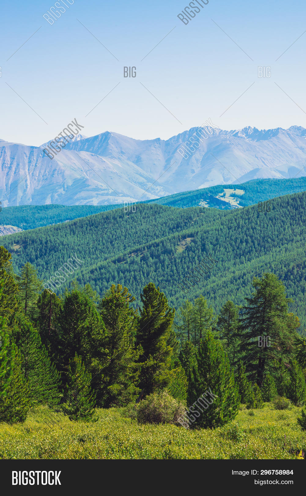 Conifer Forest Against Image & Photo (Free Trial) | Bigstock