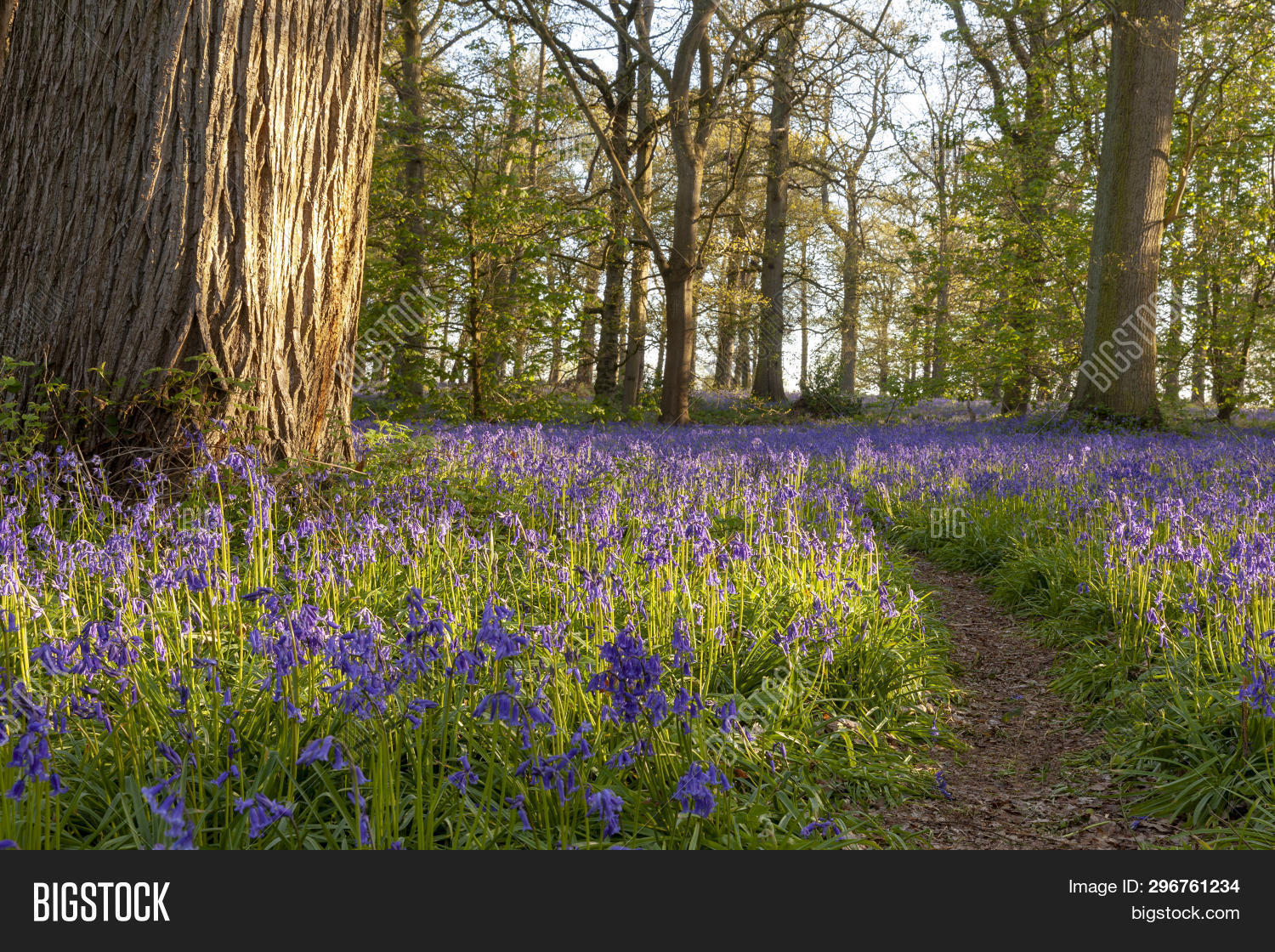 Amazing Bluebell Image & Photo (Free Trial) | Bigstock