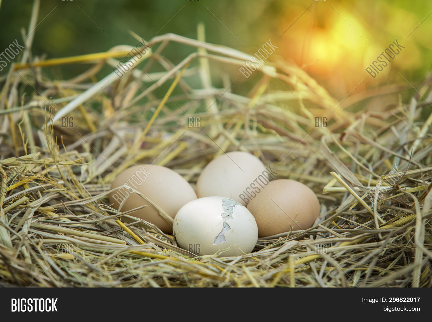 Chicks Hatching Eggs. Image & Photo (Free Trial) | Bigstock