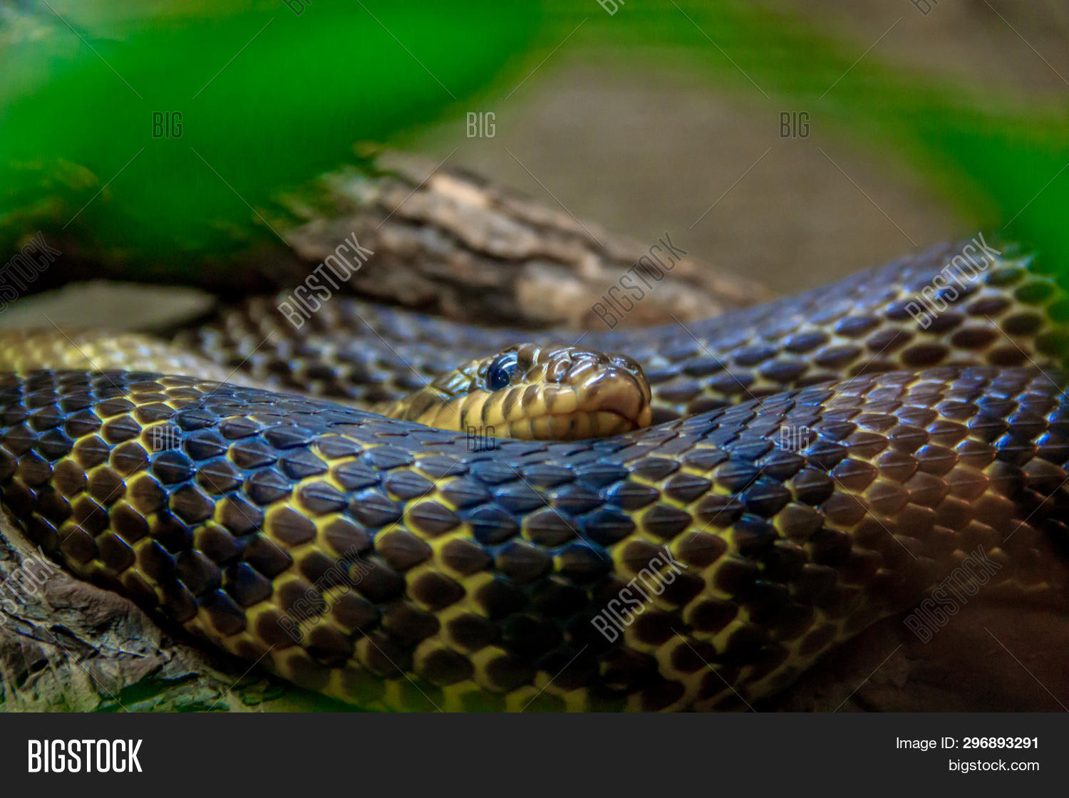 Snake Zoo Closed Image & Photo (Free Trial) | Bigstock